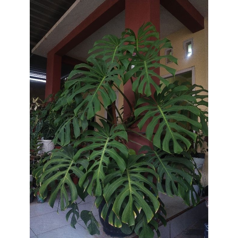 Jual Monstera Brazilian Common Form Realpic Jumbo | Shopee Indonesia