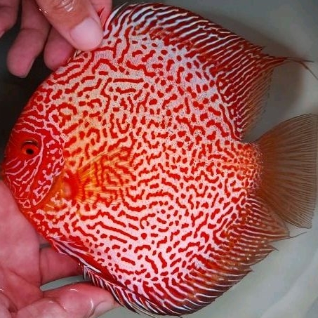 Jual Ikan Discus Red Snake Size 4,5" Male | Shopee Indonesia