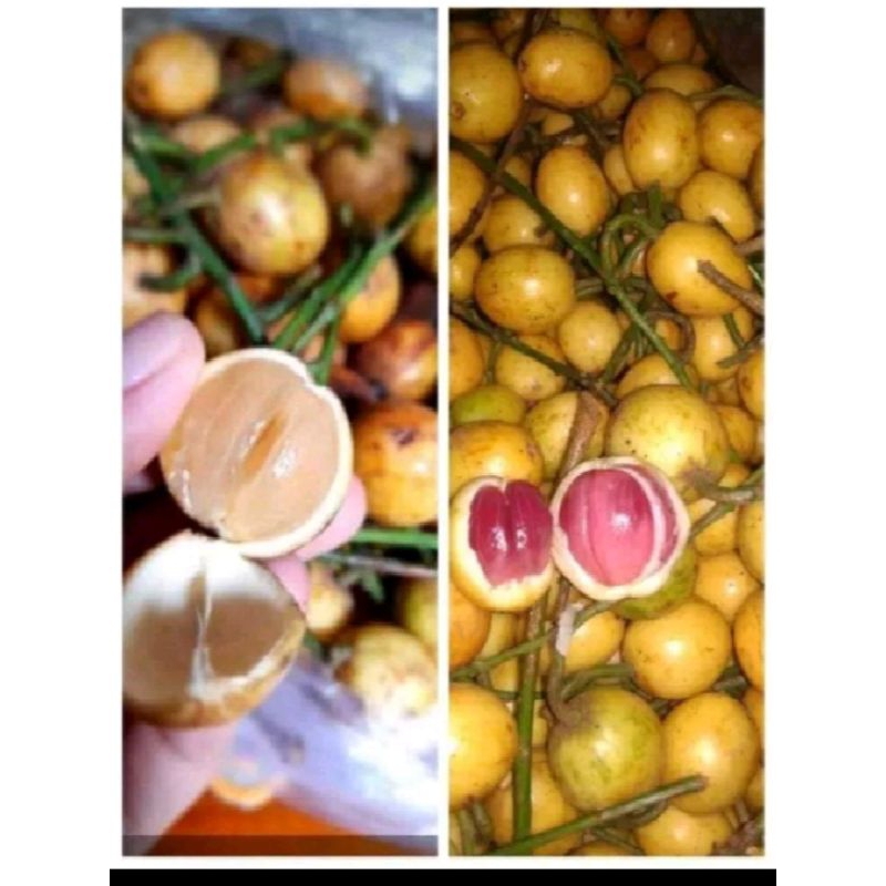 Jual Buah Pundung Kepundung Menteng Mundung Kemundung Kecacil 1KG ...