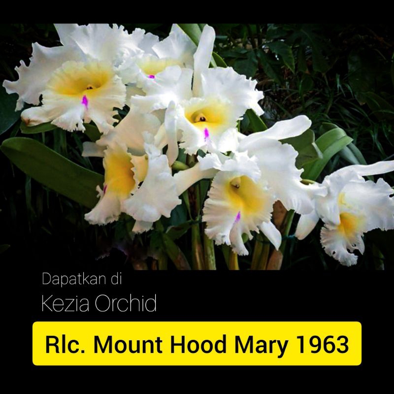 Jual Anggrek Cattleya Dewasa: Rlc Mount Hood Mary 1962 | Shopee Indonesia