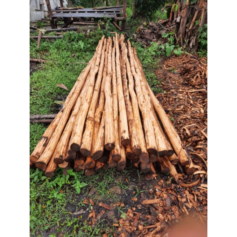 Jual kayu dolken puspa kupas diameter 8-10cm | Shopee Indonesia
