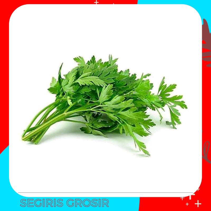 Jual Daun sop daun seledri segar 1 ikat | Shopee Indonesia