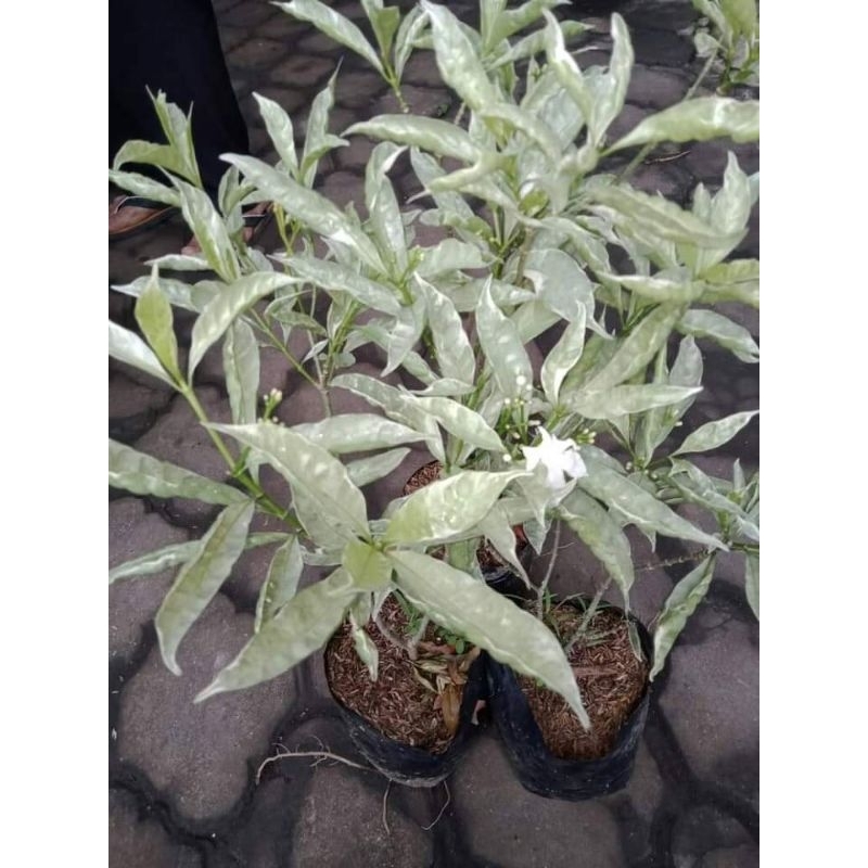 Jual tanaman Sabrina / rombusa putih Varigata Daun besar | Shopee Indonesia