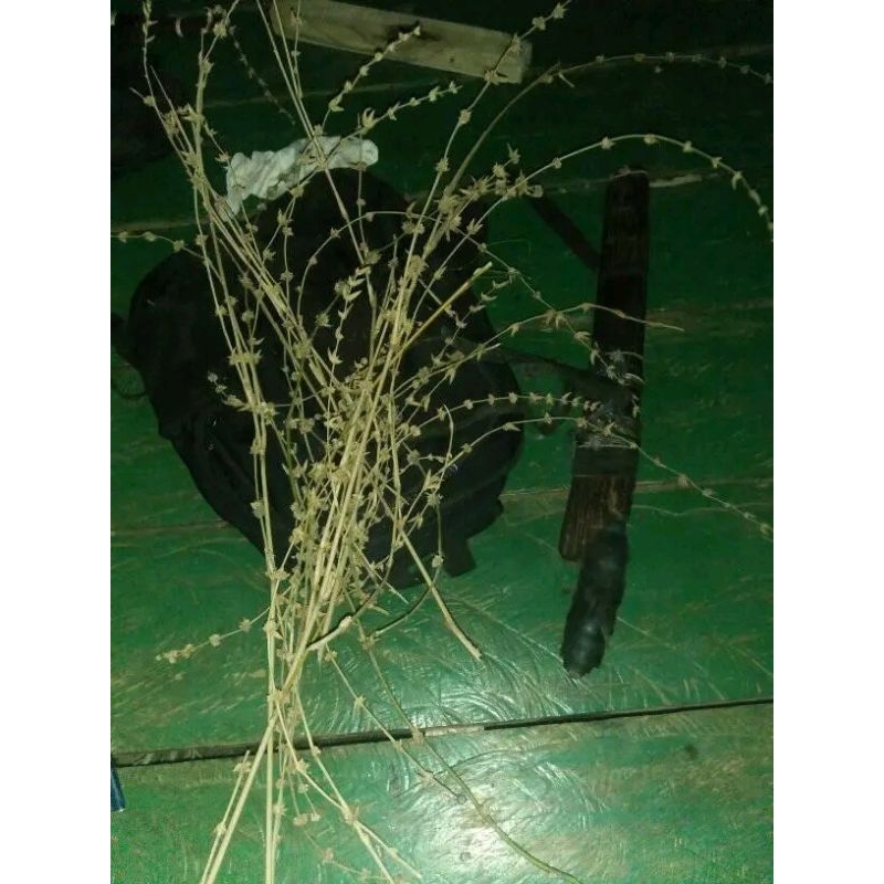 Jual bunga bambu/kembang piring asli original per 1ikat isi 20 | Shopee ...