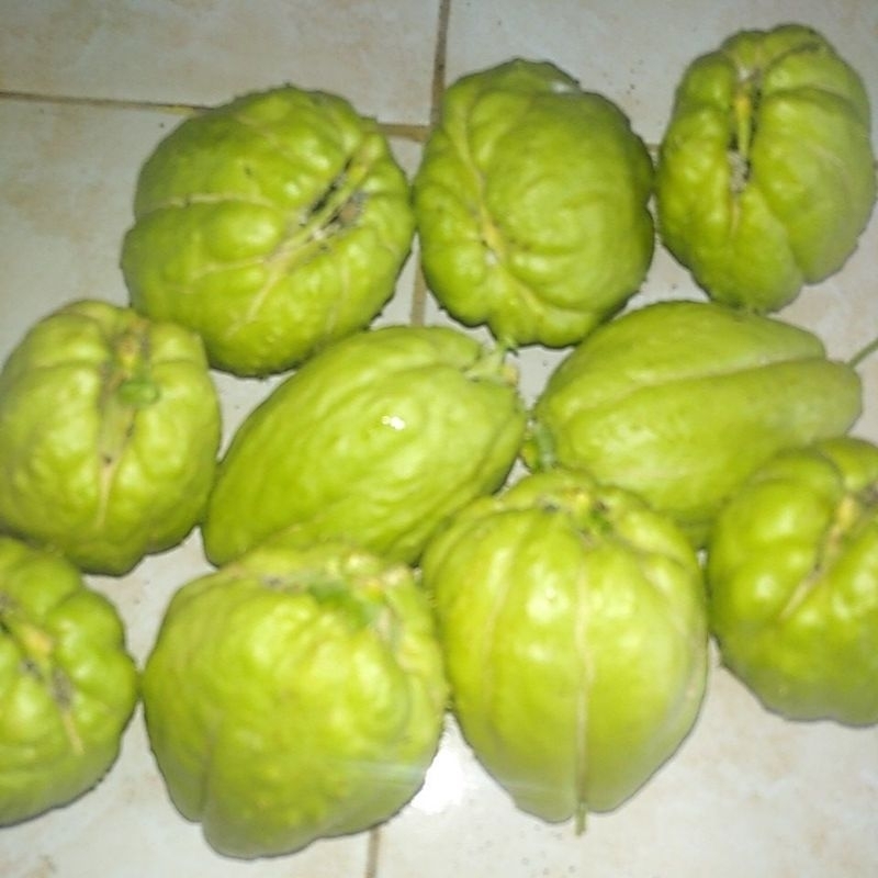 Jual Bibit Tanaman Baby Labu Siam / Manisah / Jipang / Gondes kg ...