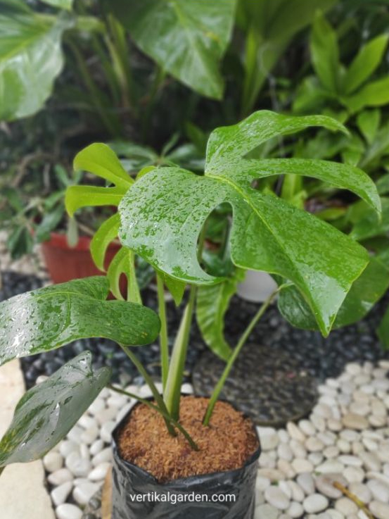 Jual Monstera Deliciousa 4-5 daun + Pot putih | Shopee Indonesia