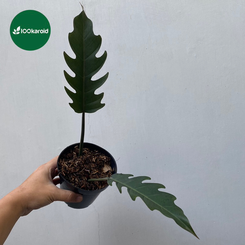 Jual Tanaman Hias Philodendron Caramel | Philo Caramel | Shopee Indonesia