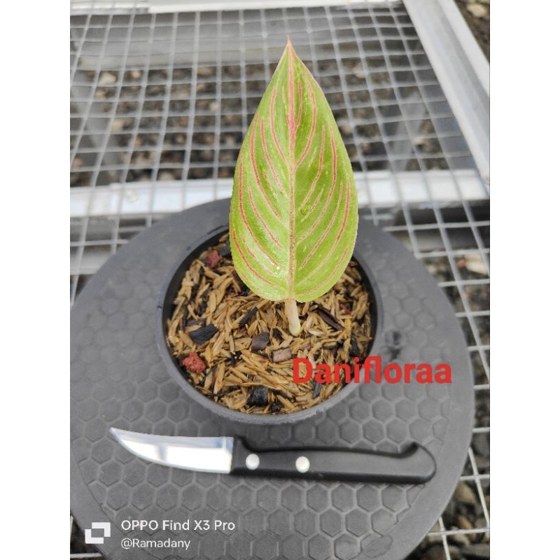 Jual Aglaonema Golden Hope | Shopee Indonesia