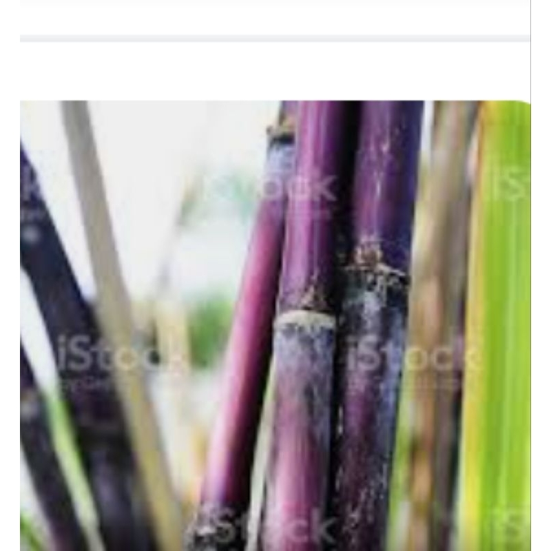 Jual bibit tebu merah super /1batang panjang 30cm | Shopee Indonesia