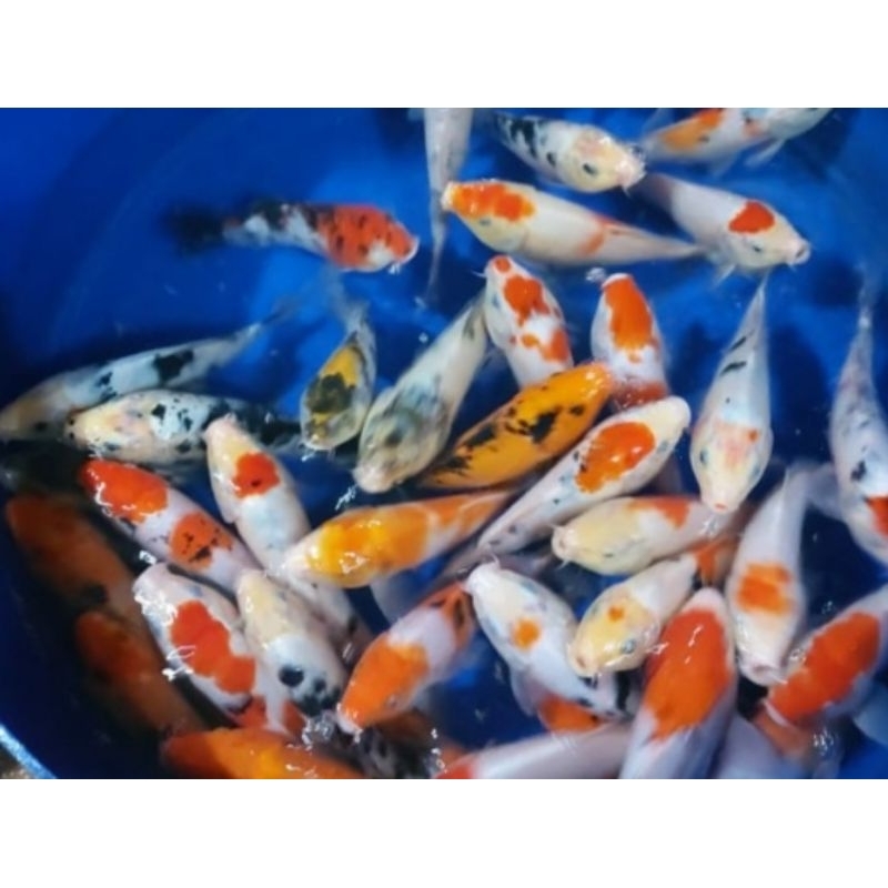 Jual Ikan Koi Kohaku Sanke Kumpai | Shopee Indonesia