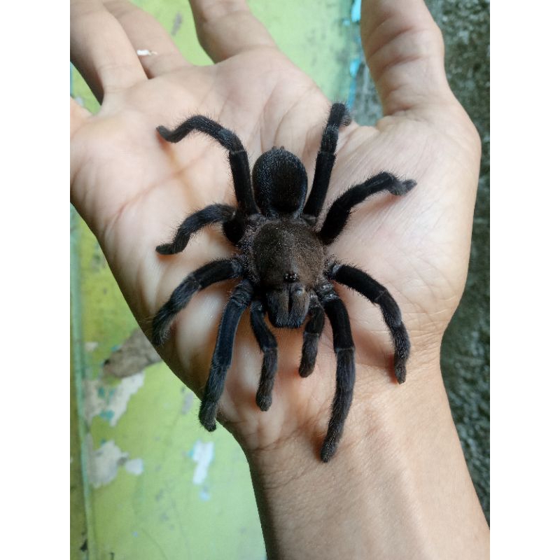 Jual Selenocosmia Javanensis | Shopee Indonesia