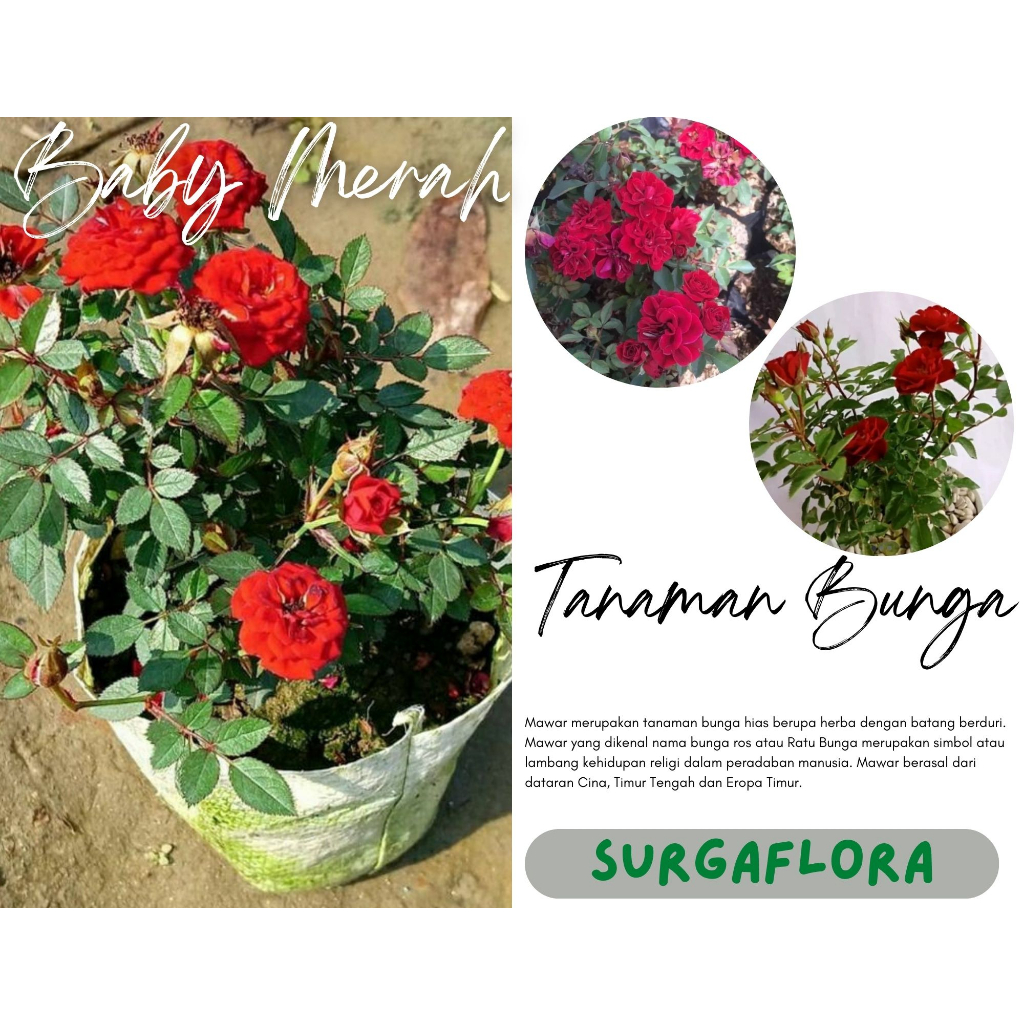 Jual Tanaman hias hidup Mawar babyrose merah - bibit tanaman hidup baby ...