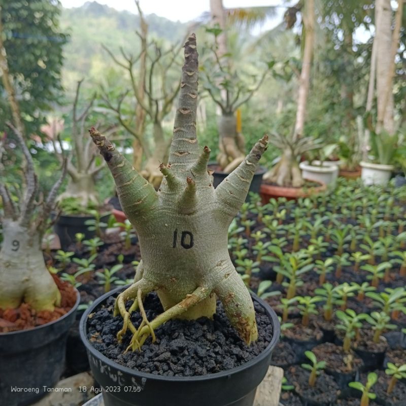 Jual Adenium Arabikum Percabangan Murah | Shopee Indonesia