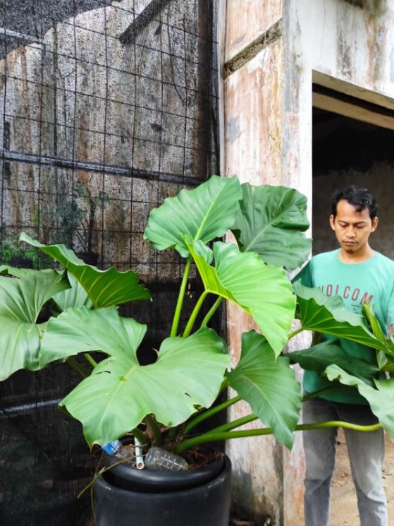 Jual Philo Marble big size | Shopee Indonesia