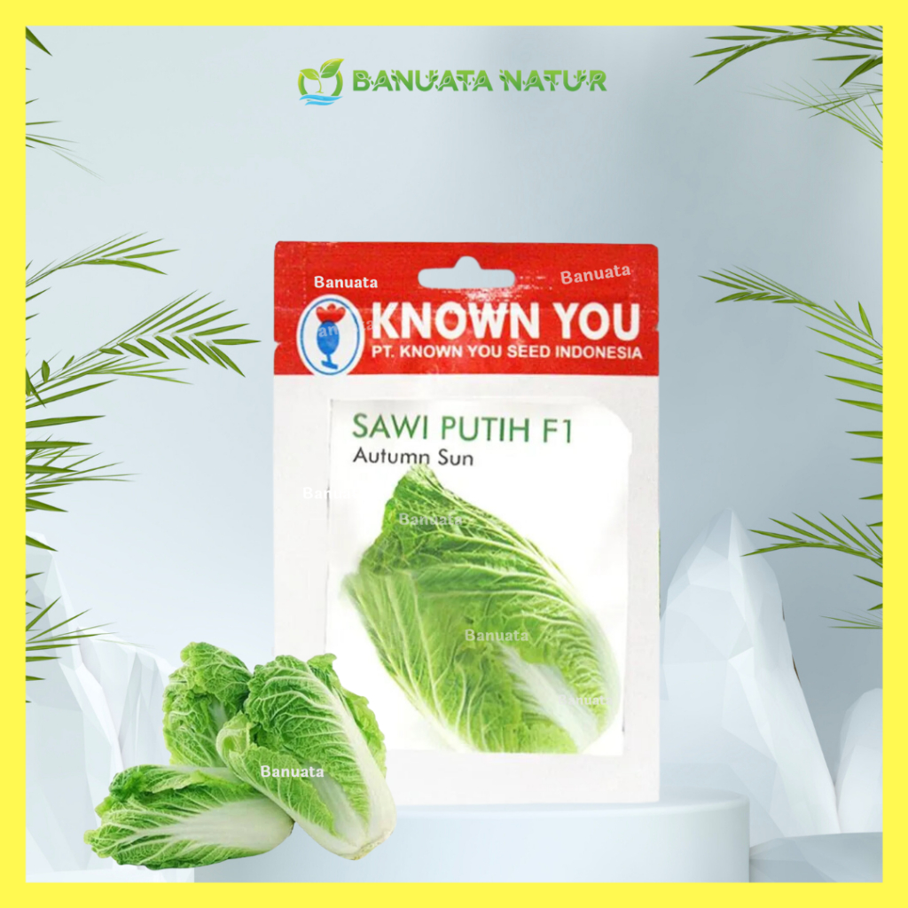 Jual Benih Sawi Putih F1 Autumn Sun (240 Seeds) - Known You Seed ...