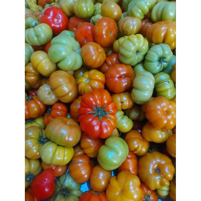 Jual TOMAT RANTI KHAS BANYUWANGI UNTUK SAMBAL TEMPONG | Shopee Indonesia