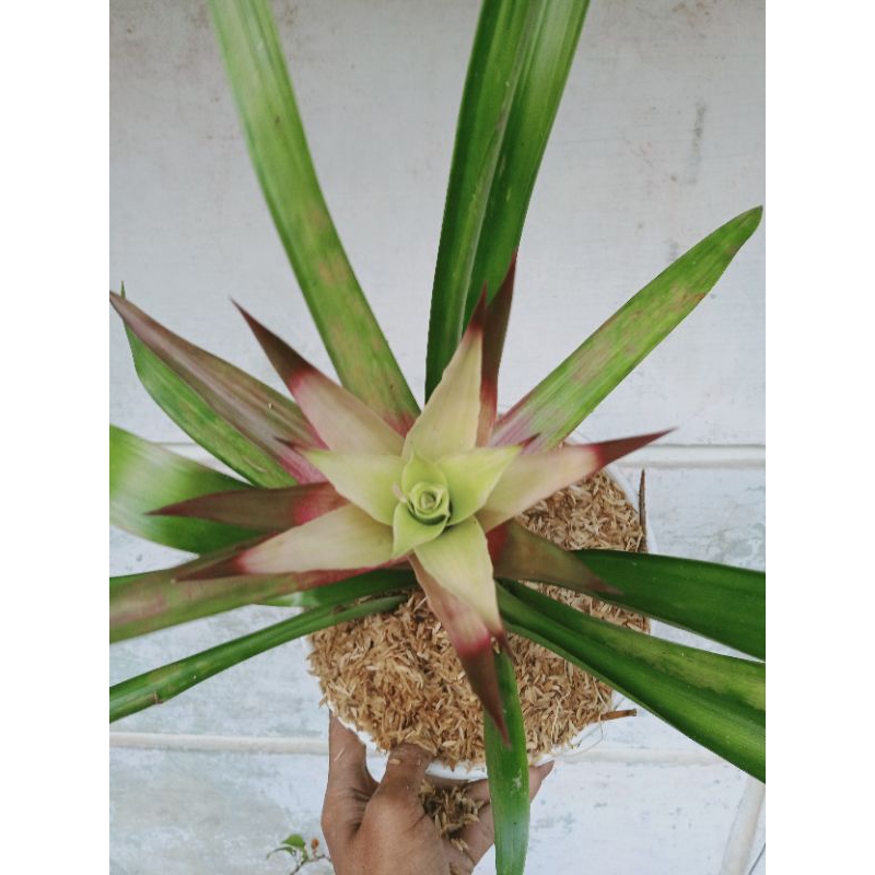 Jual Tanaman bromelia guzmania bunga putih sudah berbunga | Shopee ...