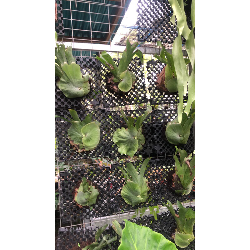 Jual platycerium wandae simbar papua rawatan | Shopee Indonesia