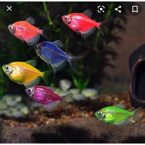 Jual Ikan Hias - Glowfish / Tiger Barb Glofish | Shopee Indonesia