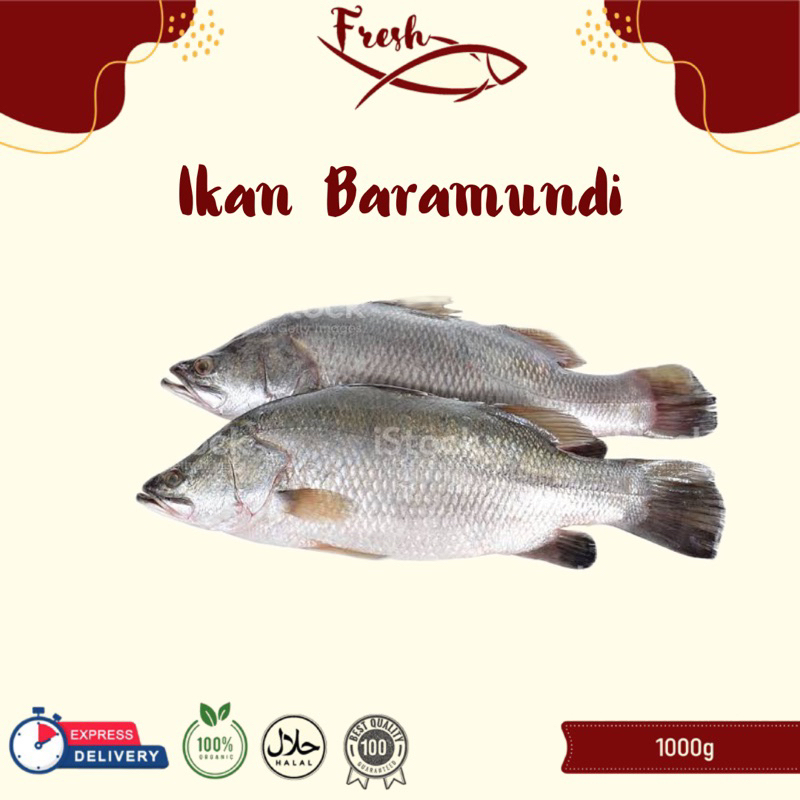 Jual IKAN BARAMUNDI/IKAN CUKIL FRESH 1kg | Shopee Indonesia