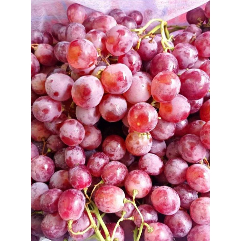 Jual Buah Anggur Red 1 kg | Shopee Indonesia