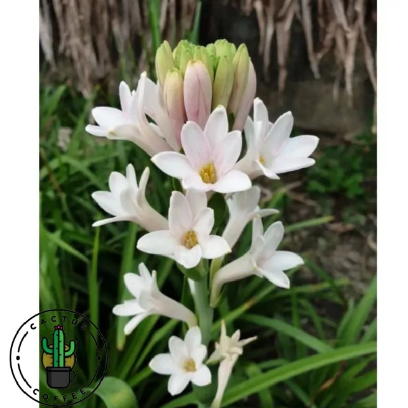 Jual Tanaman hias sedap malam / bunga sedap malem / Polianthes tuberosa ...