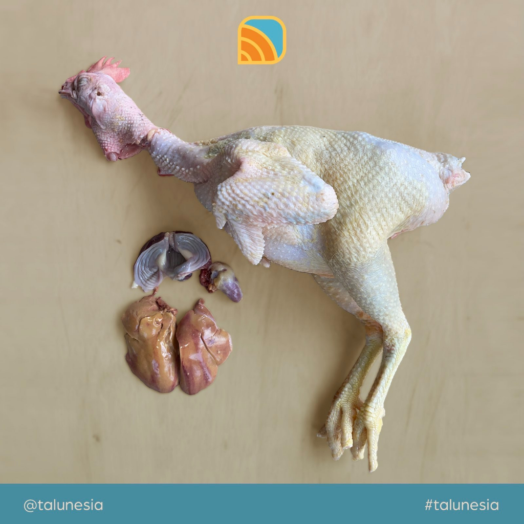 Jual Karkas ayam merah (ayam petelur) - halal - beku | Shopee Indonesia