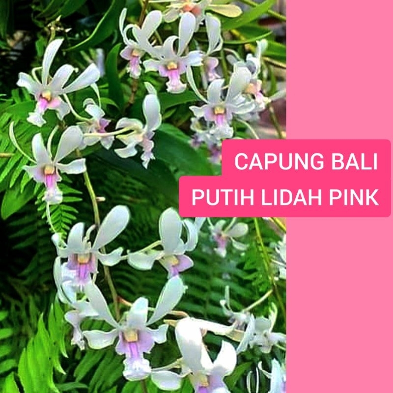 Jual Aneka Anggrek Capung: Capung Kapuas; Capung Kapuas Pink; Capung ...