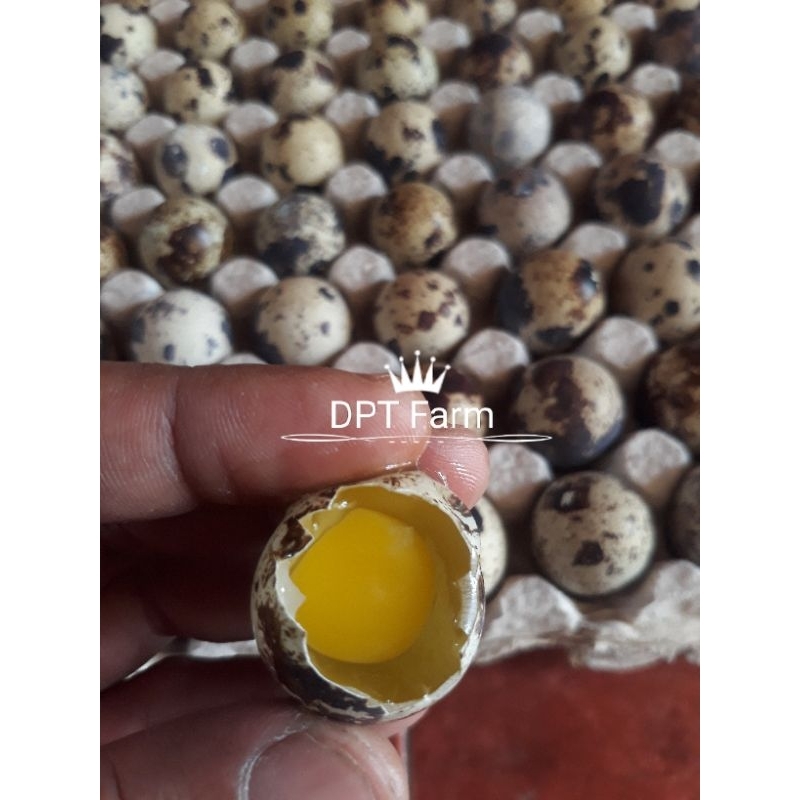 Jual TELUR PUYUH FRESS SATU EGTRAY ISI 45 BUTIR [UNTUK KONSUMSI ...