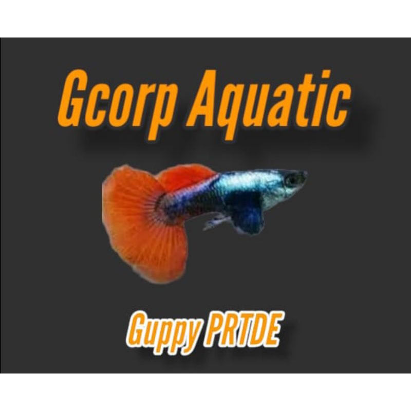 Jual Hiasan Aquarium Guppy Prtde (Aquascape) | Shopee Indonesia