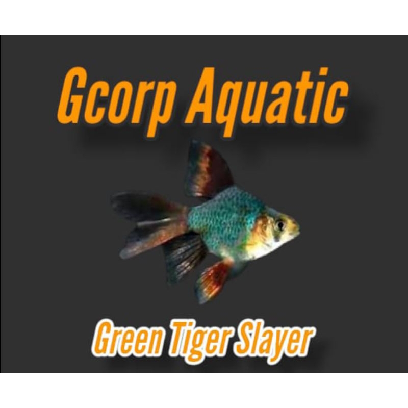 Jual Hiasan Aquarium Green Tiger Slayer (Aquascape) | Shopee Indonesia
