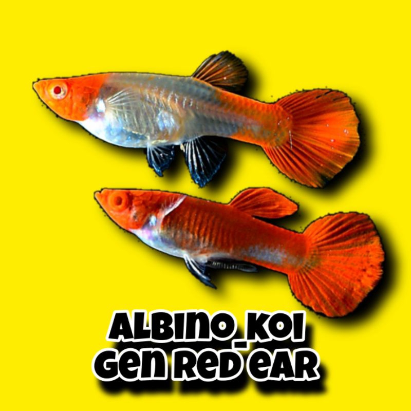 Jual Hiasan Aquarium ( Guppy Albino koi gen red ear ) | Shopee Indonesia