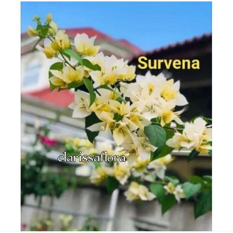 Jual BOUGENVILLE SURVENA - POHON BUGENVIL | Shopee Indonesia