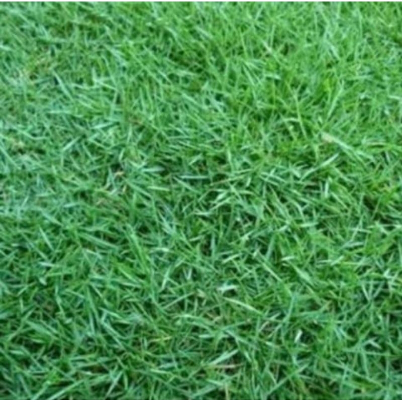 Jual Rumput Peking (JEPANG) 30 X 30 Cm. Persegi | Shopee Indonesia
