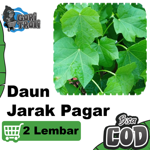 Jual Daun Jarak Pagar Obat Gatal Alergi Per 2 Lembar | Shopee Indonesia