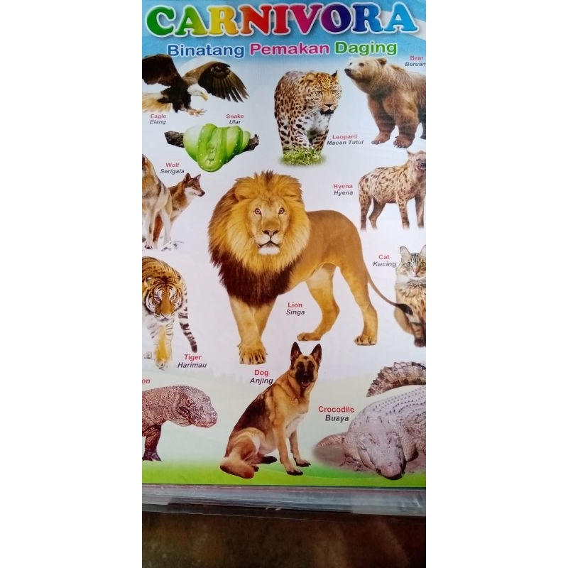 Jual Poster Carnivora Hewan Pemakan Daging | Shopee Indonesia