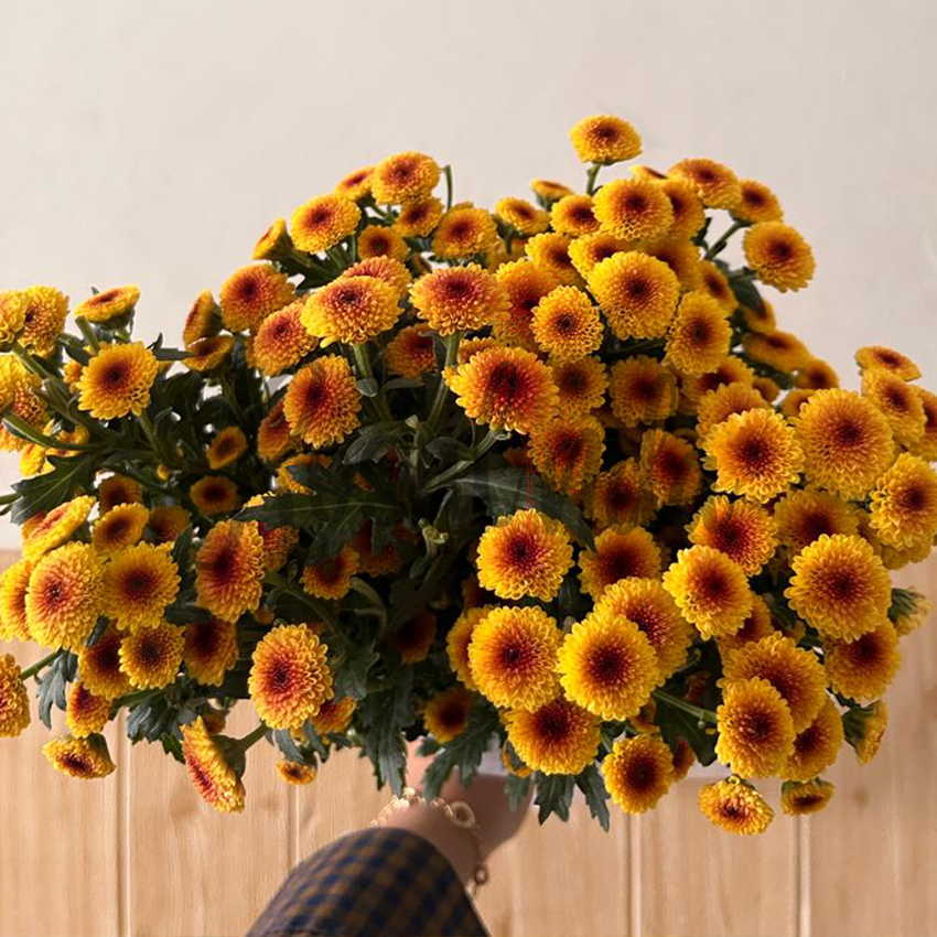 Jual Bunga Aster Calimero / Kermit / Aster Spray / Bunga Potong Segar ...