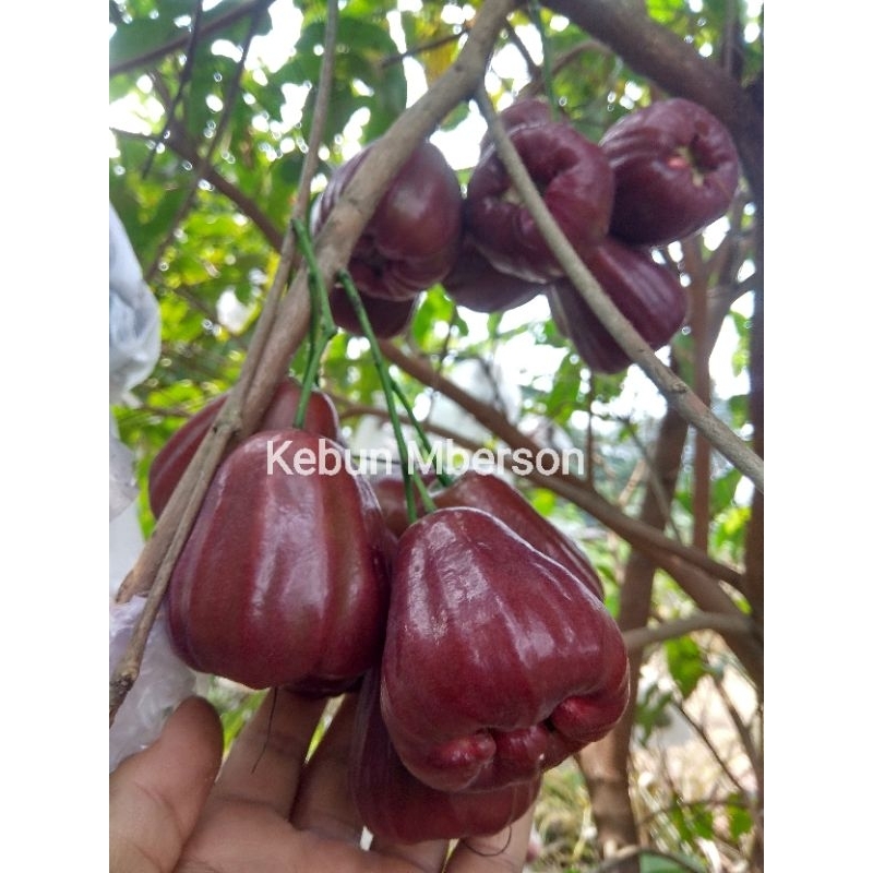 Jual Jambu Air Dalhari per Kg || Low Sweet || Low Calorie || Segar ...