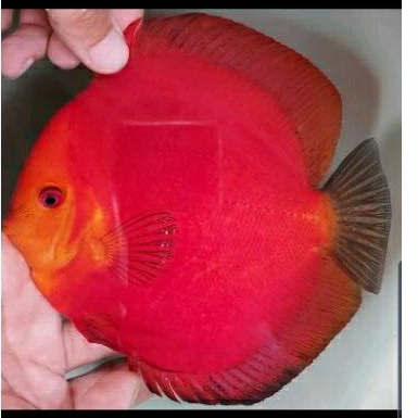 Jual Ikan Discus Super Red Size 4,5" Female | Shopee Indonesia