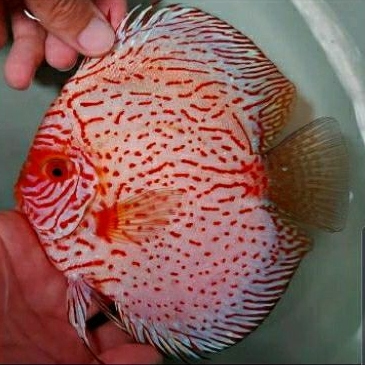 Jual Ikan Discus Stripped Pigeon hibody Size 4" Male | Shopee Indonesia