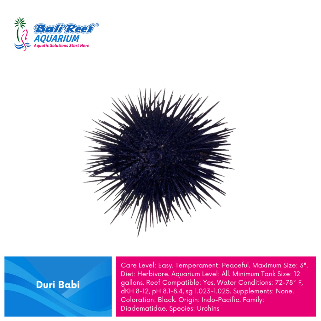 Jual Ikan Hias Aquarium Air Laut Duri Babi | Shopee Indonesia