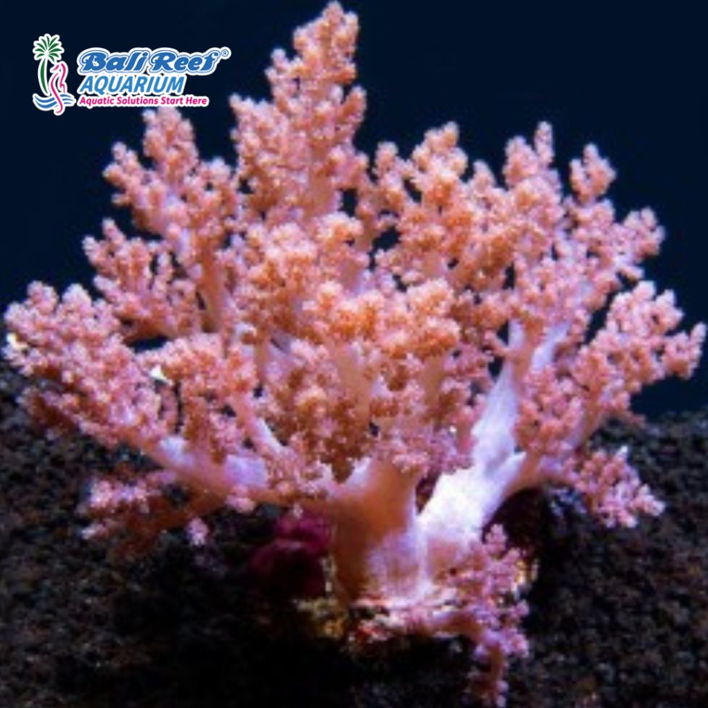 Jual Seroja Bali Cauliflower Coral Hidup Aquarium Laut | Shopee Indonesia