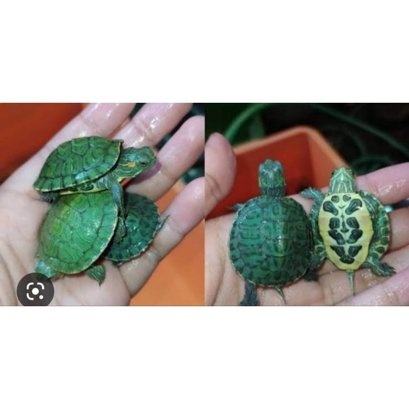 Jual kura-kura Brazil gratis pelet | Shopee Indonesia