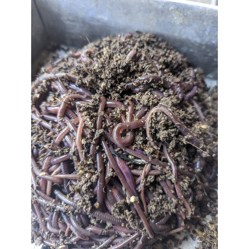 Jual Cacing tanah lumbricus cacing merah anc (asli alam) mix | Shopee ...