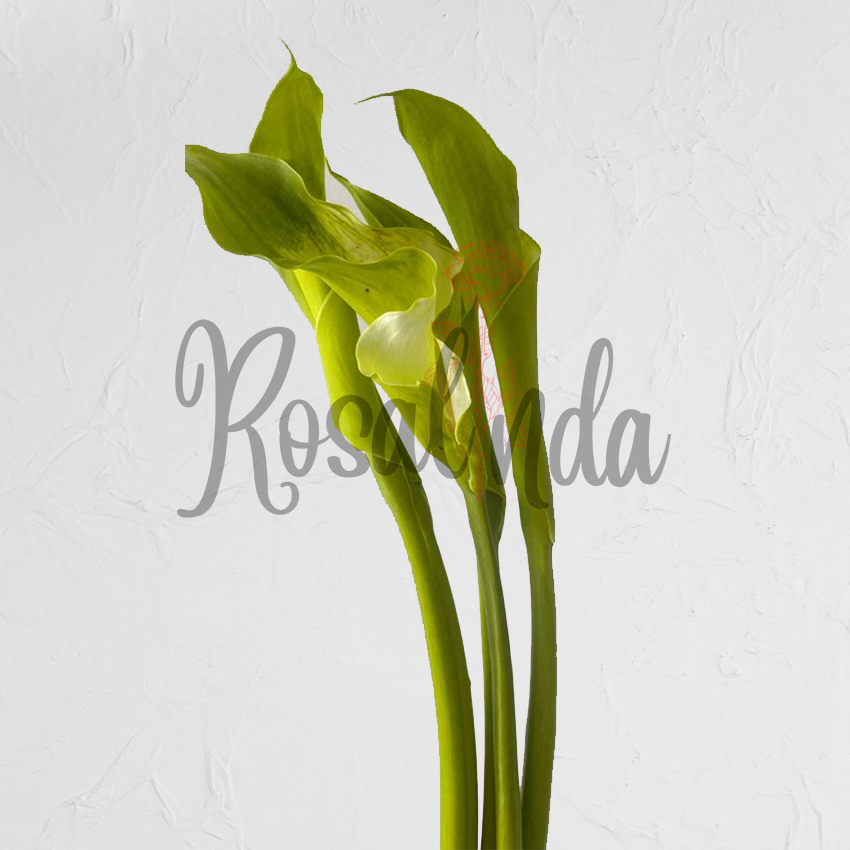 Jual Bunga Calla Lily Hijau / Bunga Potong Segar | Shopee Indonesia