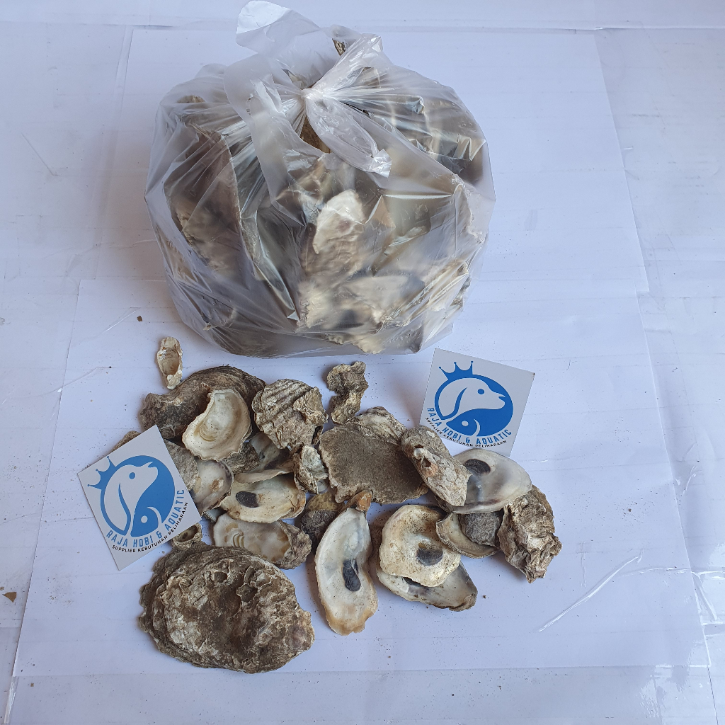 Jual OYSTER 20KG SHELL KULIT KERANG CANGKANG TIRAM MEDIA FILTER PH ...