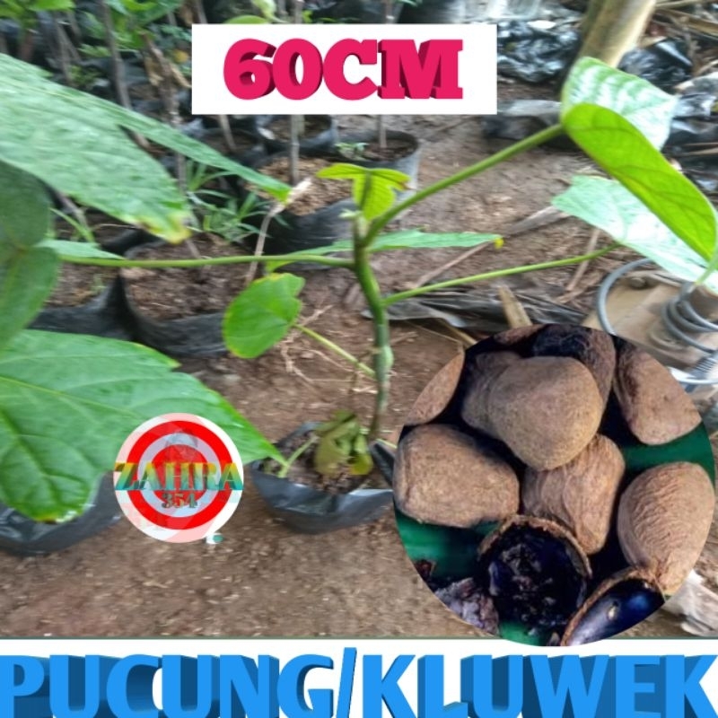 Jual Bibit Buah Pucung atau kluwek unggul 60cm | Shopee Indonesia