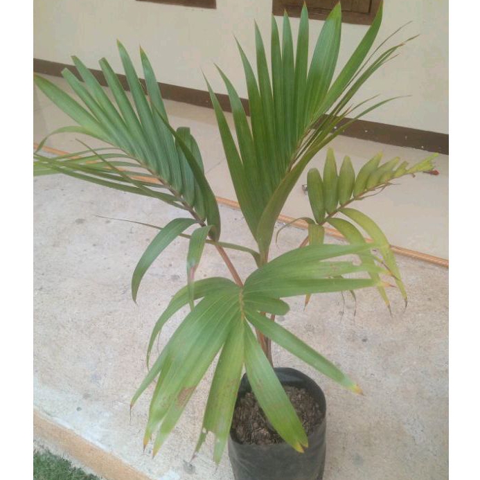 Jual Palem Botol Merah tanaman hias outdoor - Palm Botol Merah ...