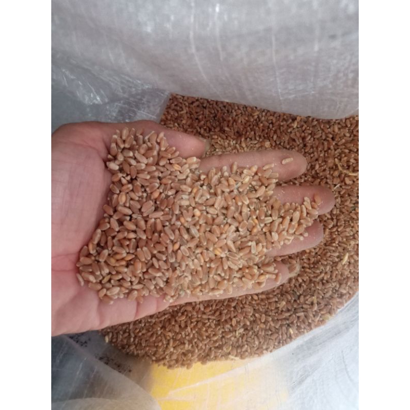 Jual Biji gandum utuh repack 1 kg. | Shopee Indonesia