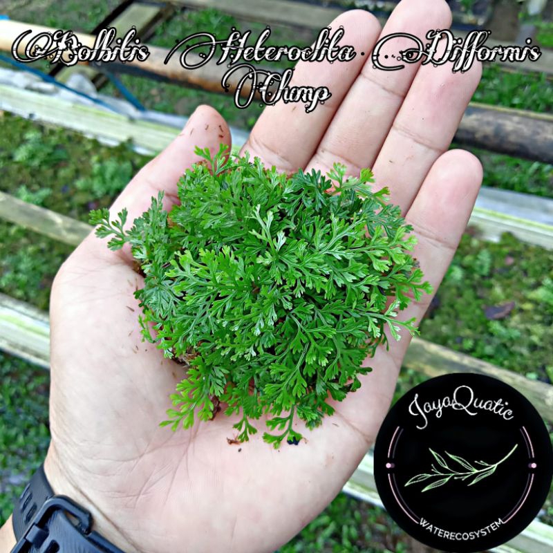 Jual Mini Bolbitis Heteroclita Difformis Clump - Tanaman Aquascape ...